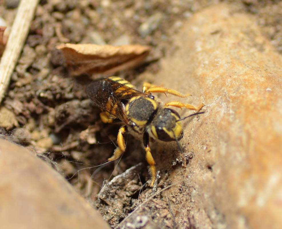 Trachusa interrupta Description d'un jardin près de Toulouse