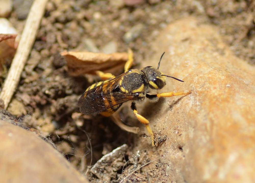 Trachusa interrupta Description d'un jardin près de Toulouse